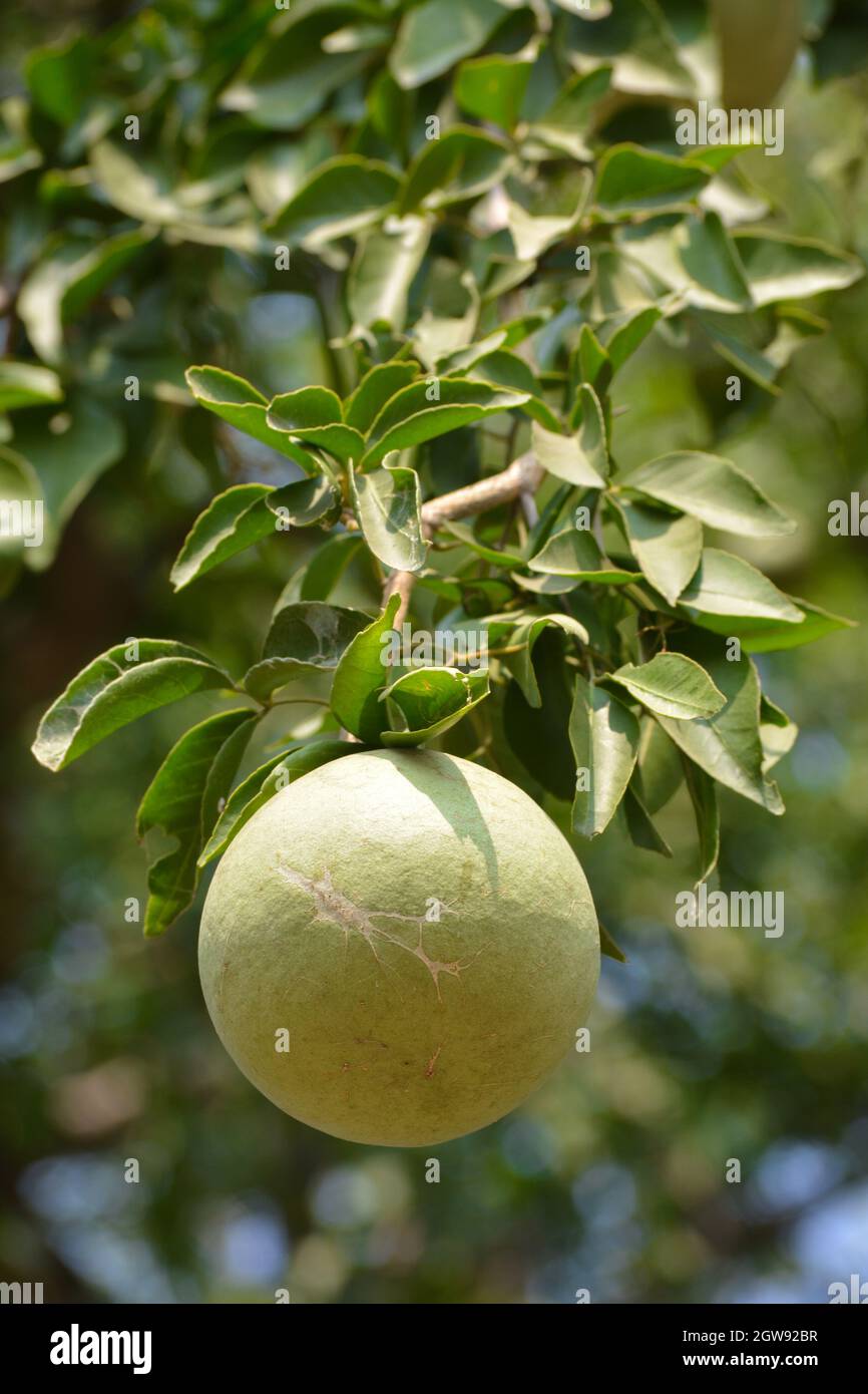 Aegle marmelos tree hi-res stock photography and images - Alamy