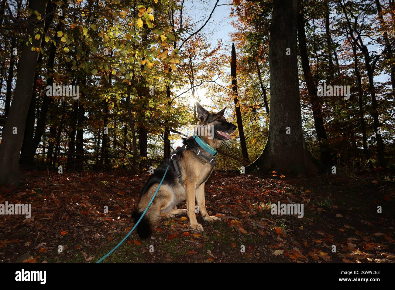 Dog Standing By Tree In Forest Stock Photo - Alamy