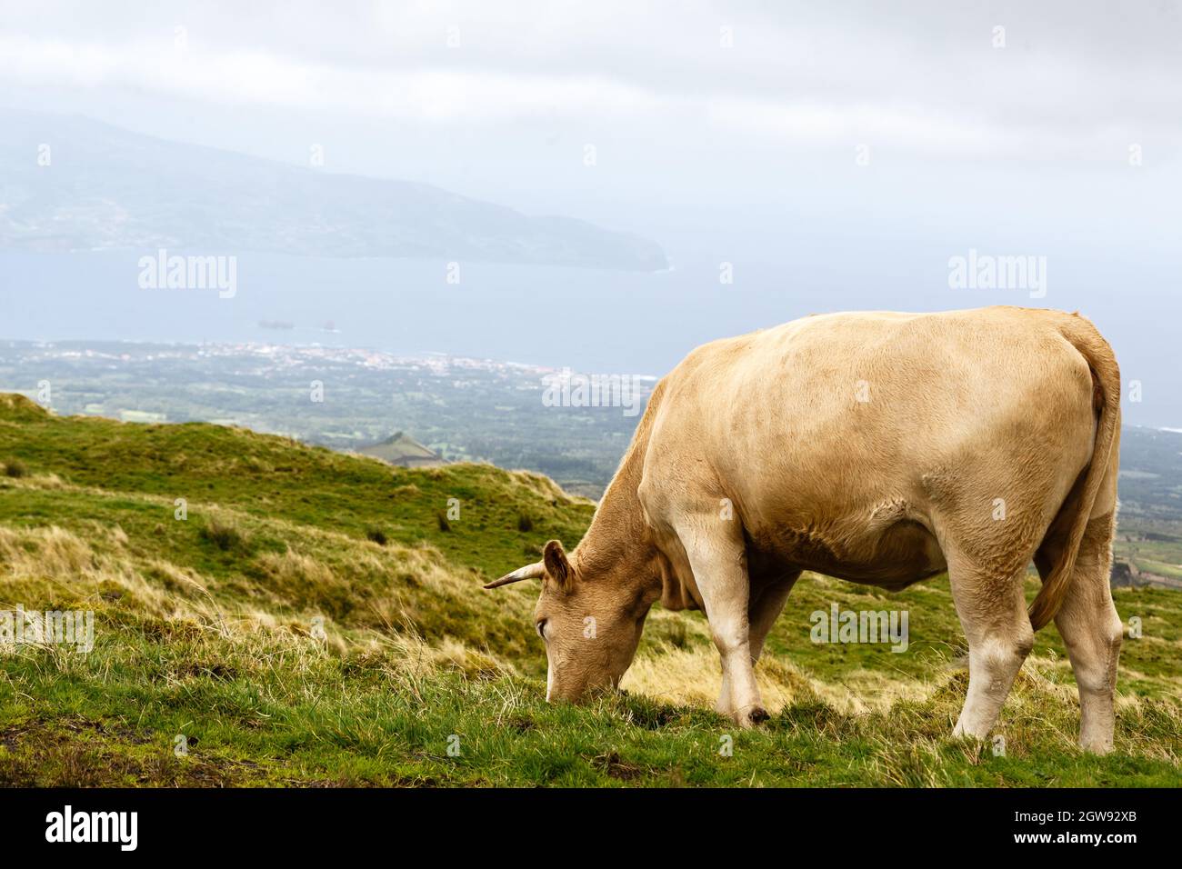 Cattle grazing pico island hi-res stock photography and images - Alamy