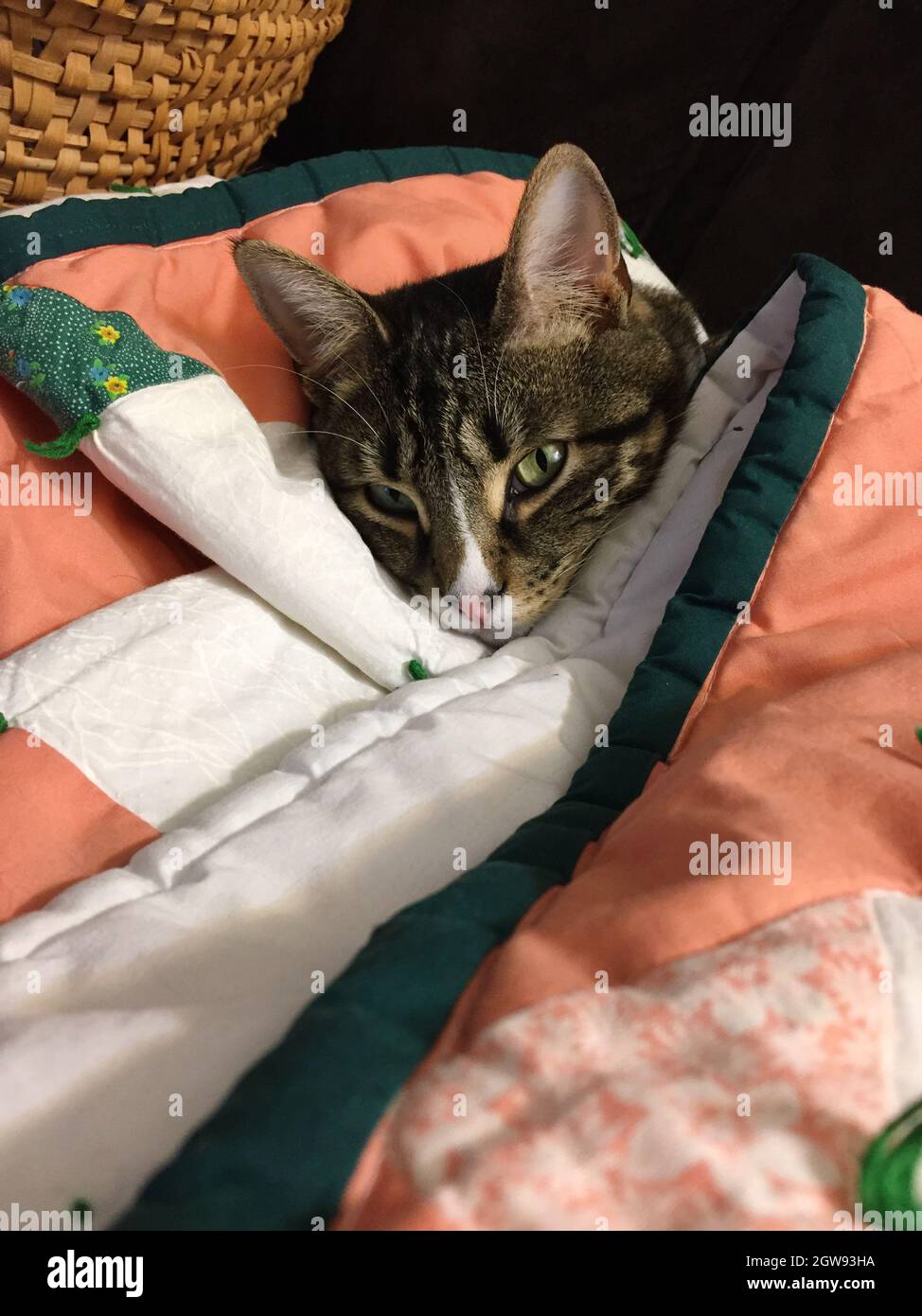 Sleeping Like A Kitten High Resolution Stock Photography and Images - Alamy