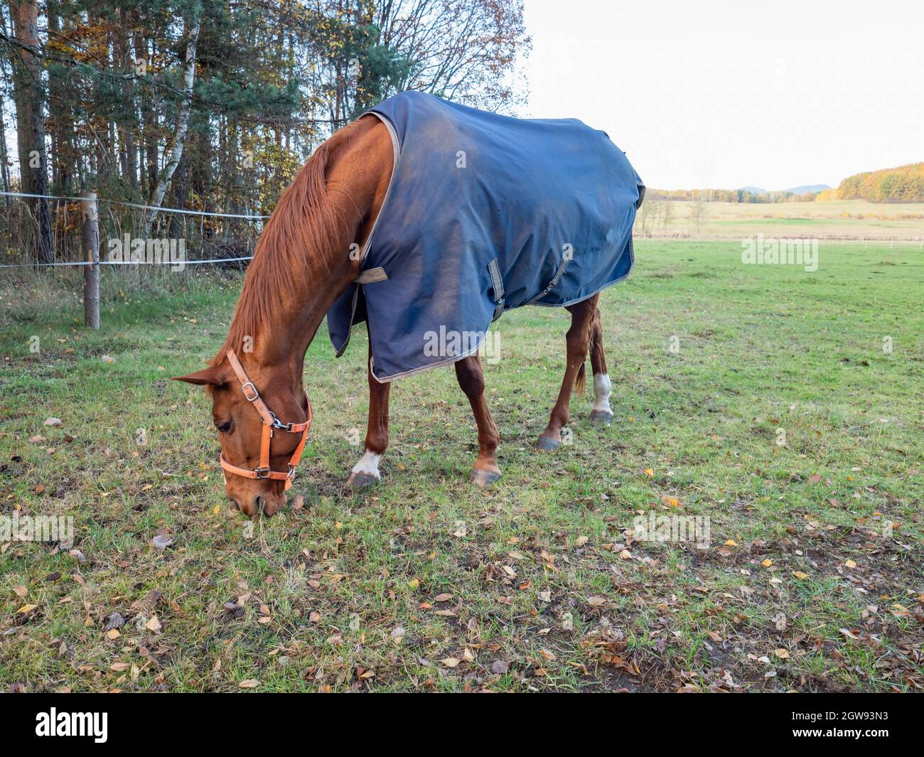 Mare in heat hi-res stock photography and images - Alamy