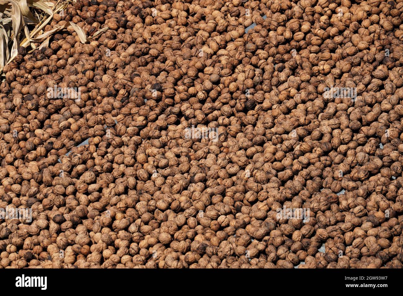 Drying of fresh walnut Stock Photo - Alamy