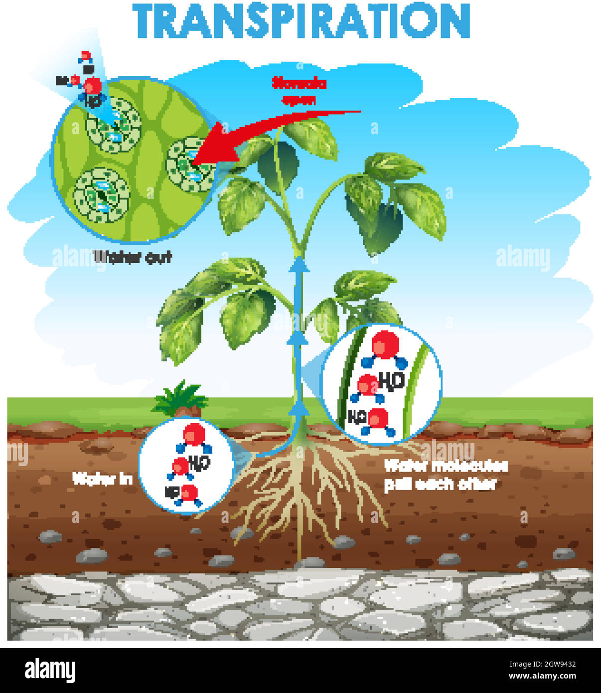 Diagram showing transpiration in plant Stock Vector Image & Art - Alamy