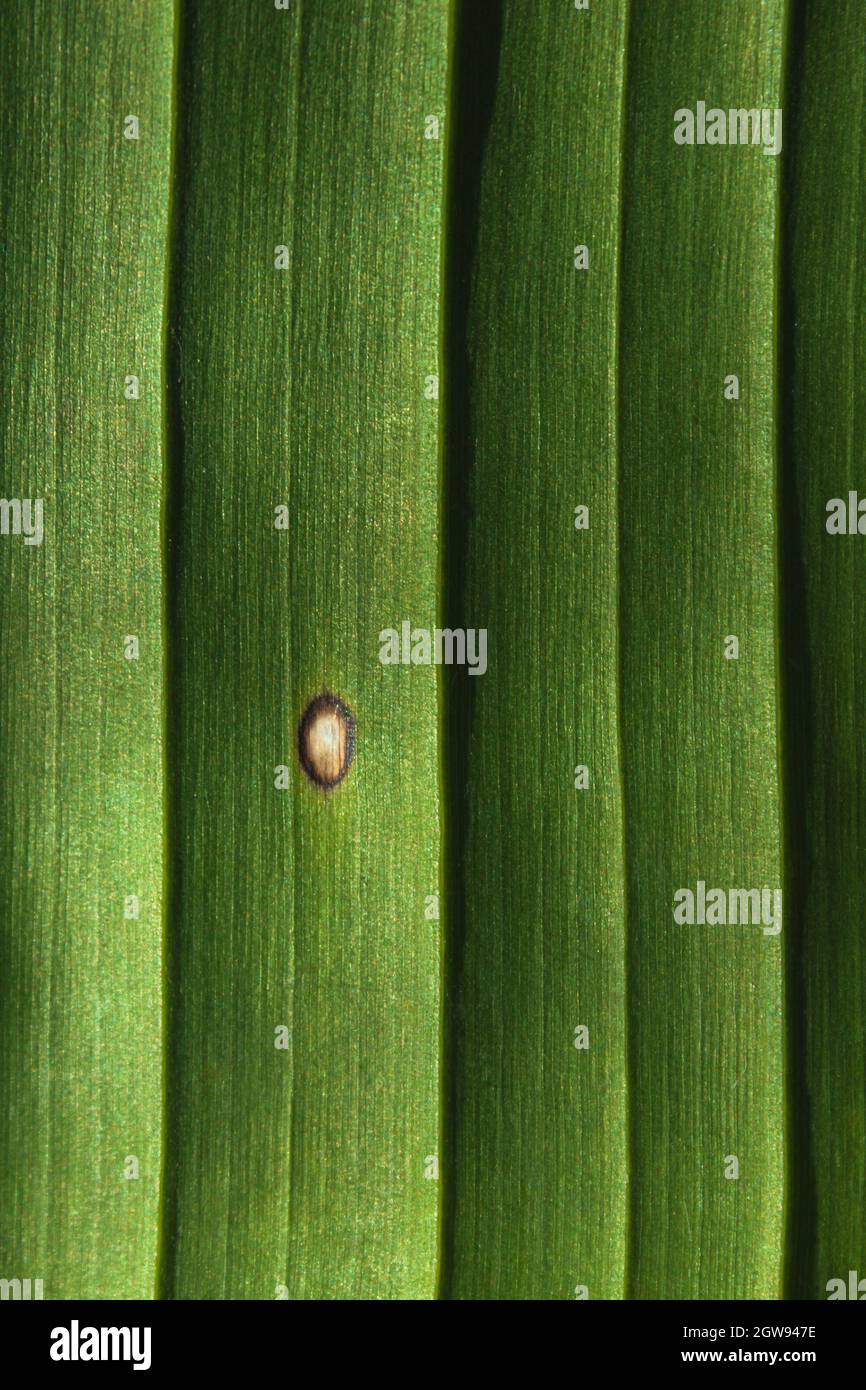 Ribs of a leaf hi-res stock photography and images - Alamy