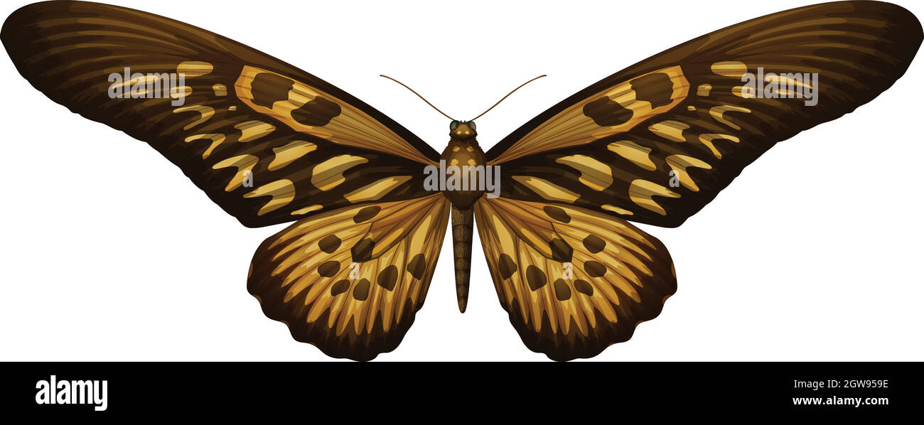 Giant African Swallowtail - Papilio antimachus Stock Vector Image & Art ...