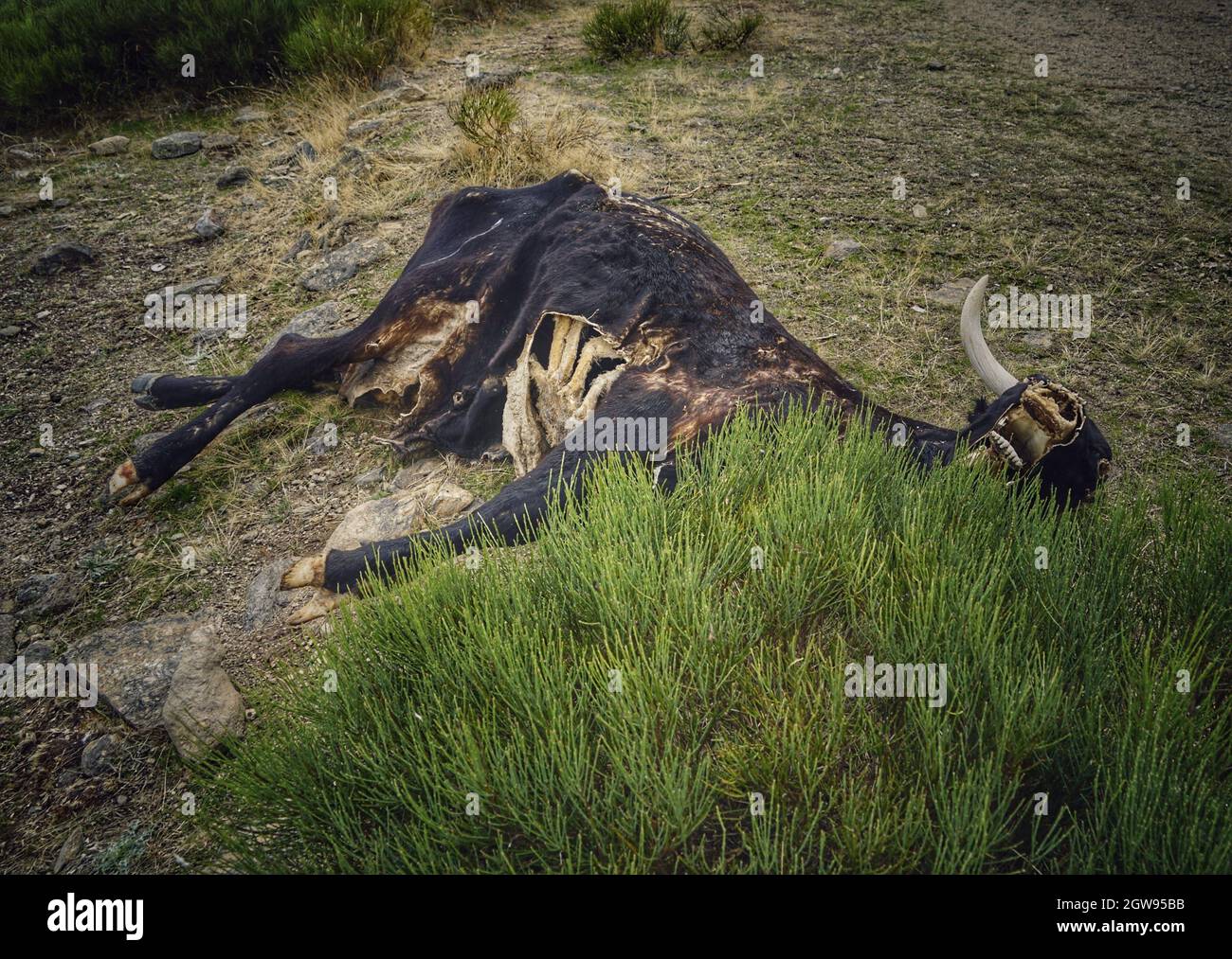 A dead bull in a rural field Stock Photo - Alamy