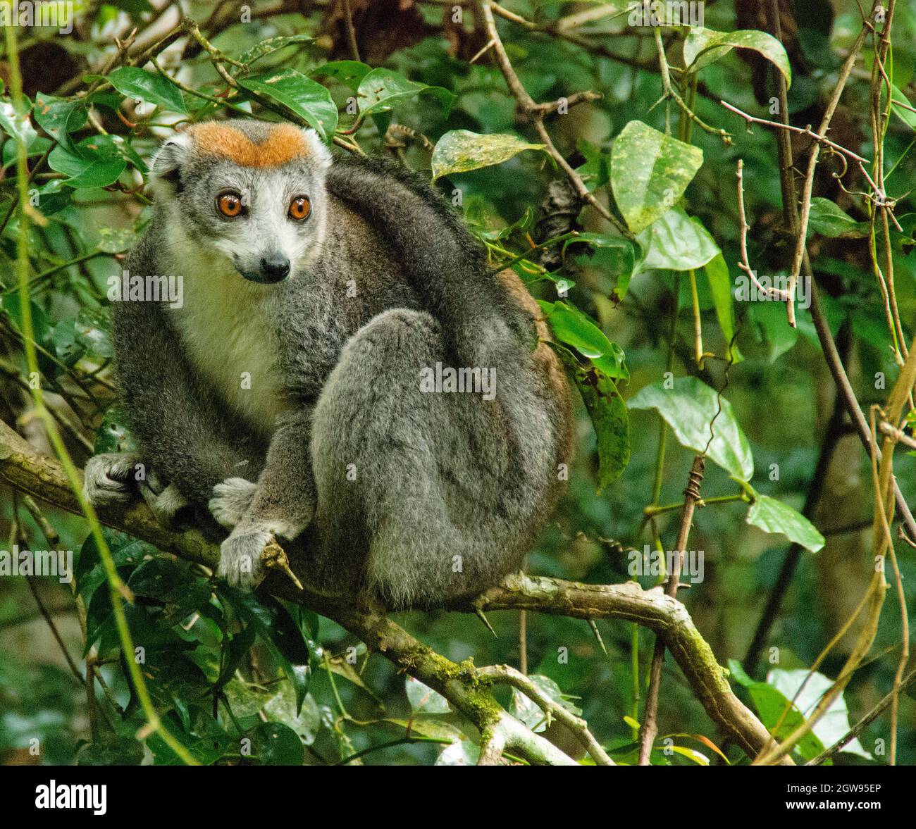 Lemure madagascar hi-res stock photography and images - Alamy