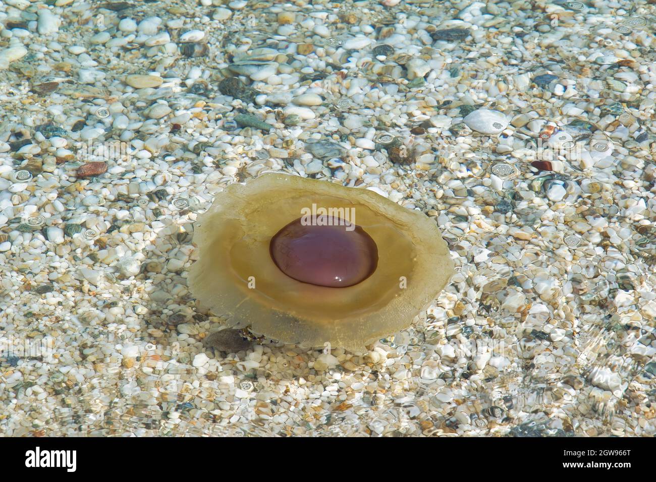 The famous brown jellyfish or "Mediterranean jellyfish" or better known ...