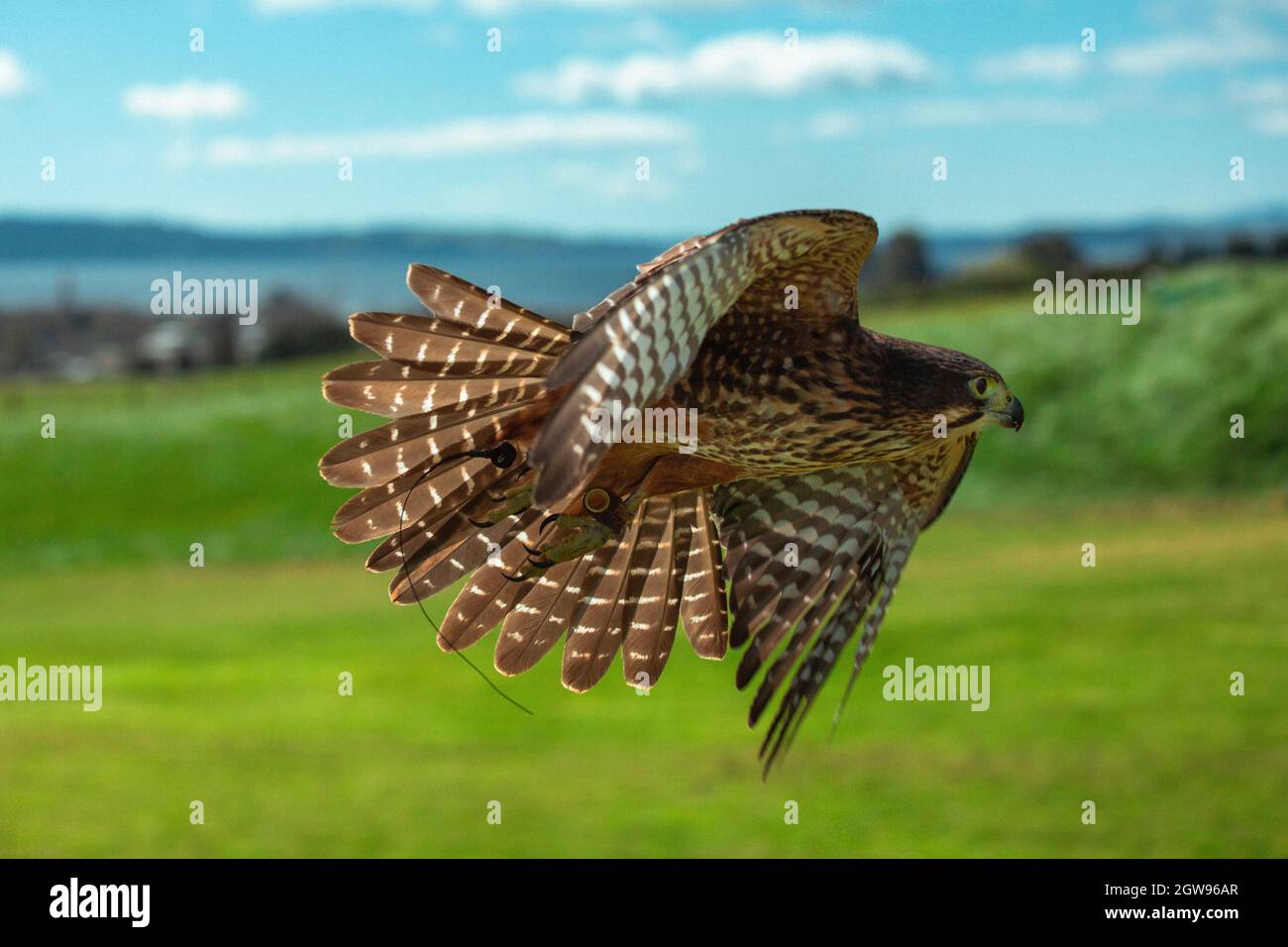 New zealand falcon flying hi-res stock photography and images - Alamy