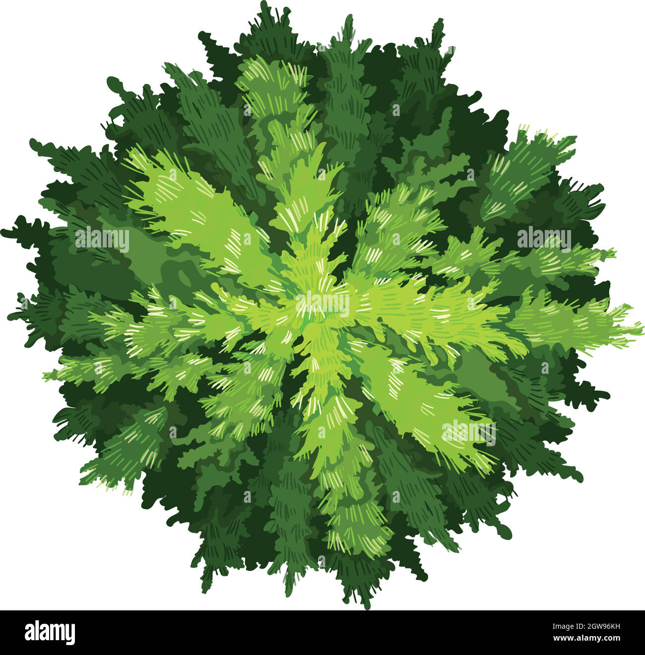 Pine tree rainforest Stock Vector Images - Alamy