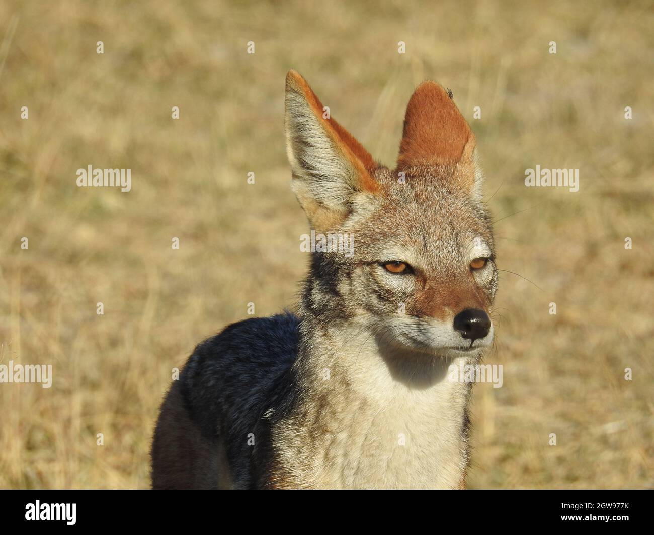 A closeup shot of a fox in a field during the day Stock Photo - Alamy
