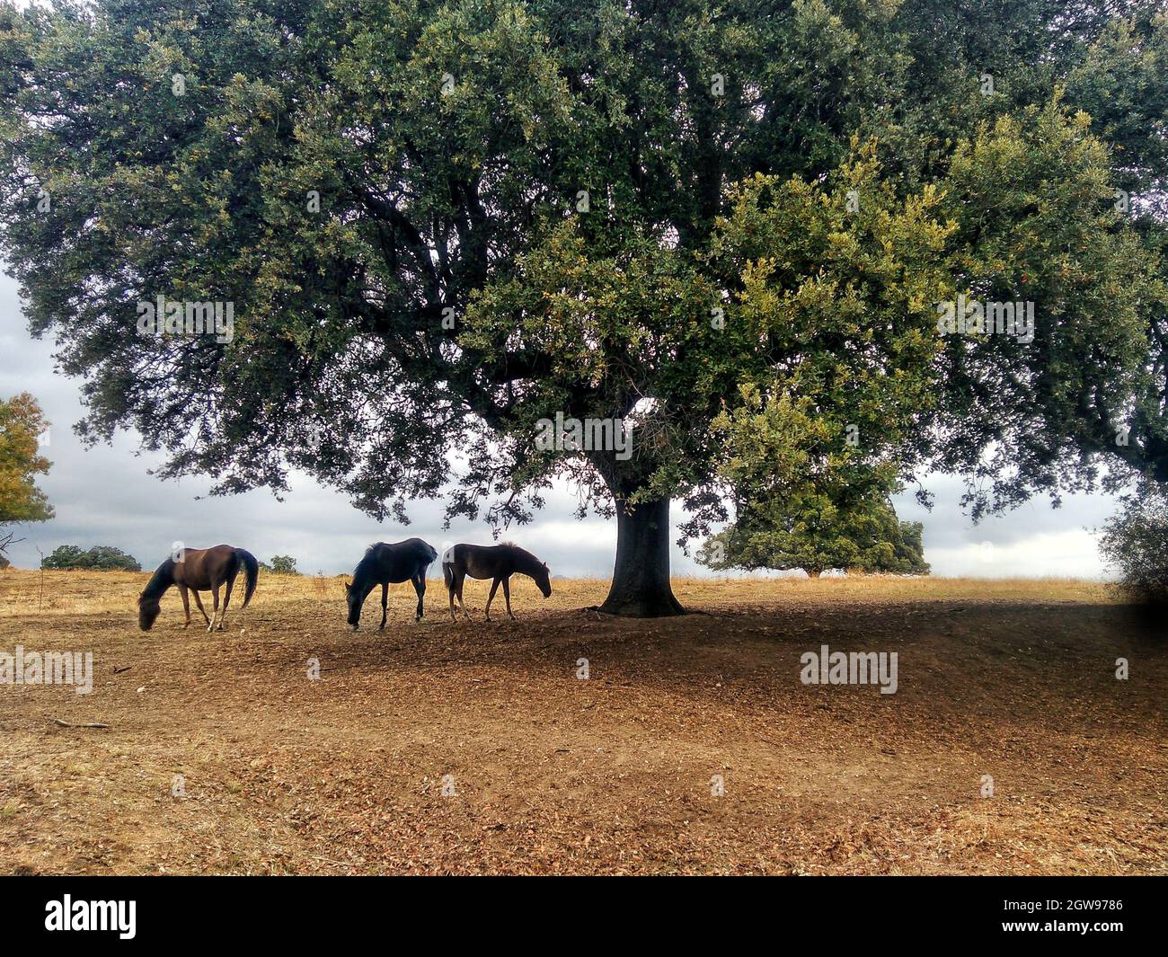Horses grazing under an oak tree hi-res stock photography and images ...
