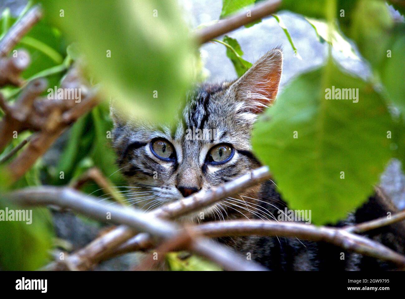 The hypnotic eye hi-res stock photography and images - Alamy