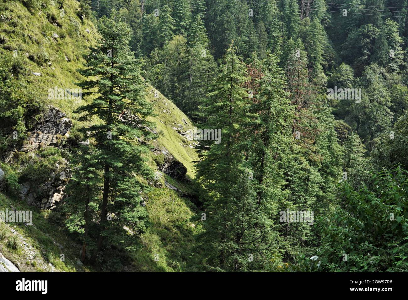 Terrain cedar forest hi-res stock photography and images - Alamy