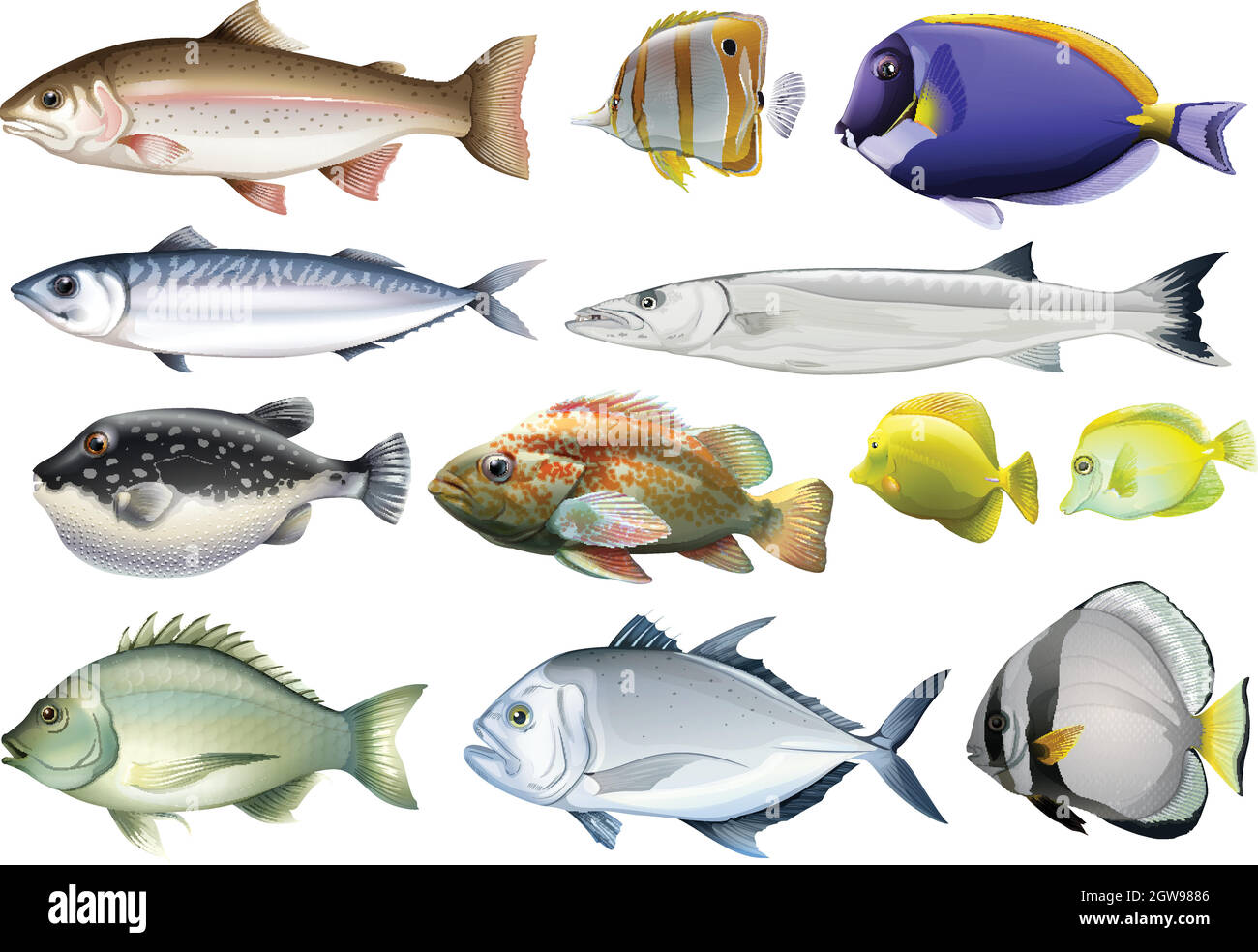 Types Of Ocean Fish