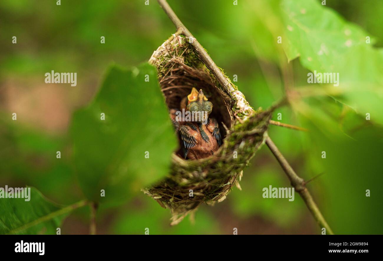 A hidden bird nest with newborn birds Stock Photo - Alamy
