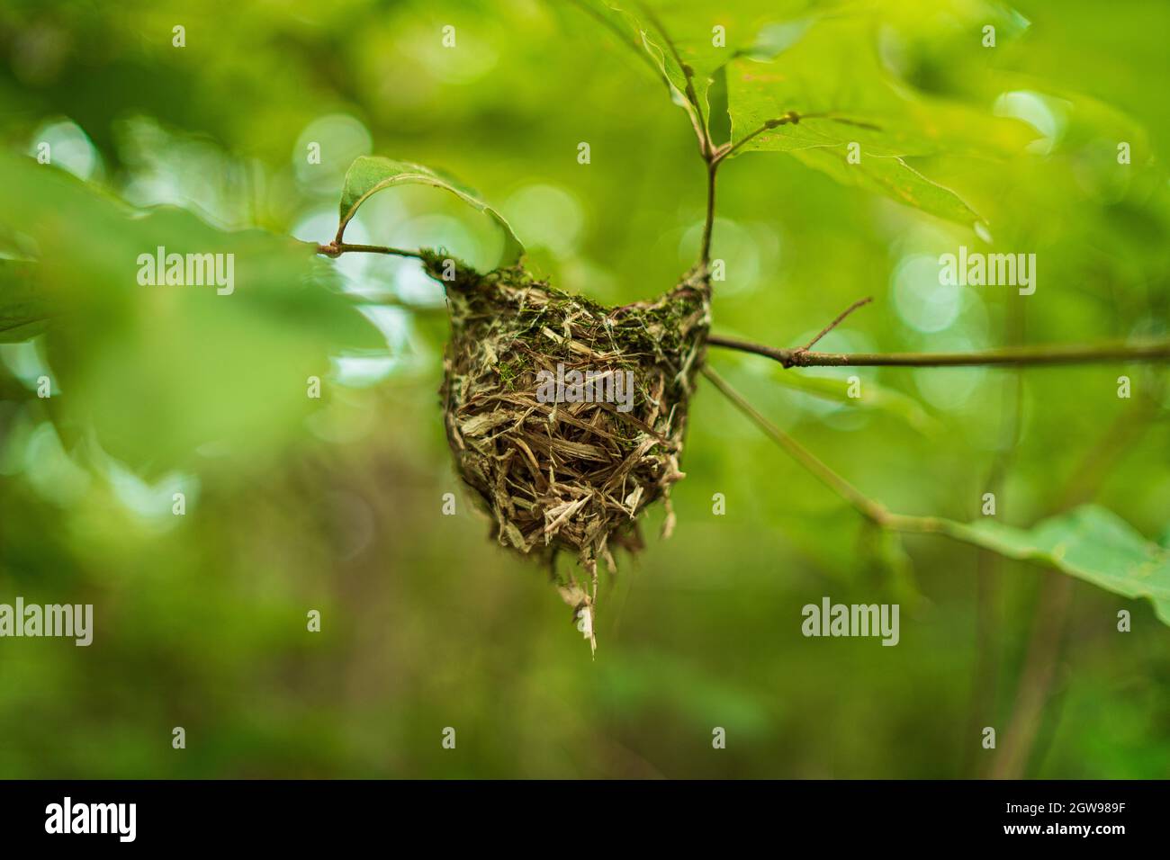 A hidden bird nest with newborn birds Stock Photo - Alamy