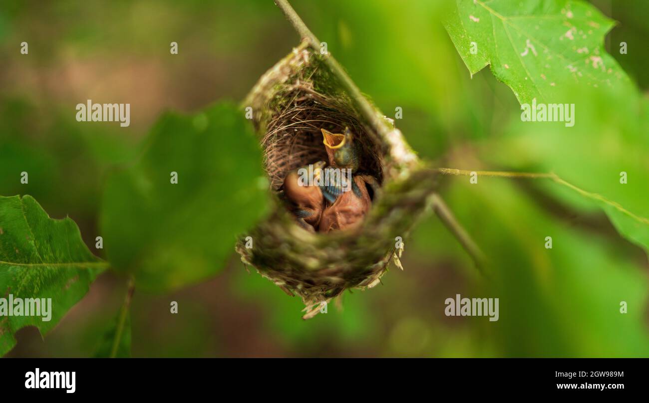 A hidden bird nest with newborn birds Stock Photo - Alamy