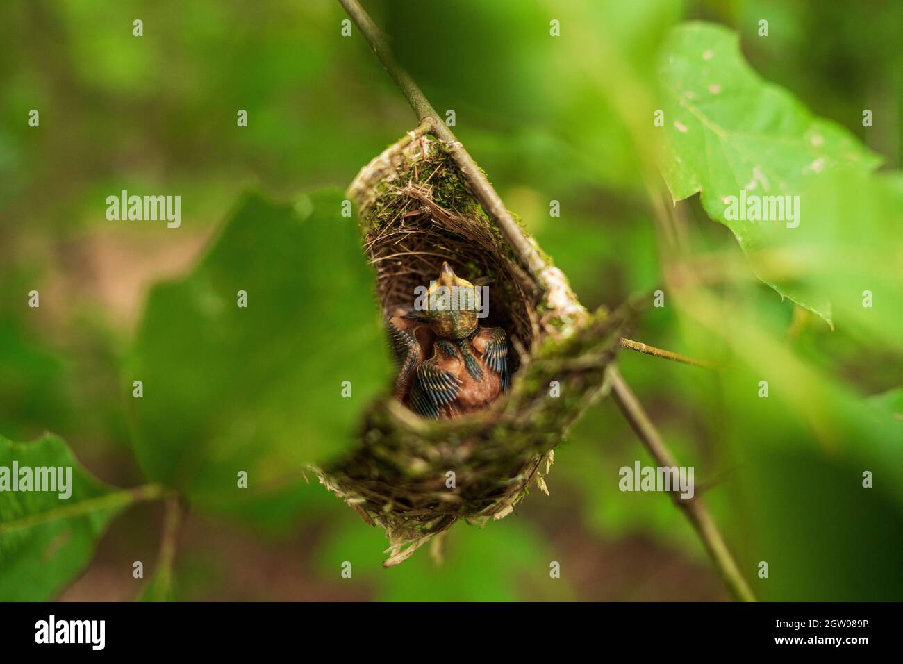Hidden birds nest hi-res stock photography and images - Alamy