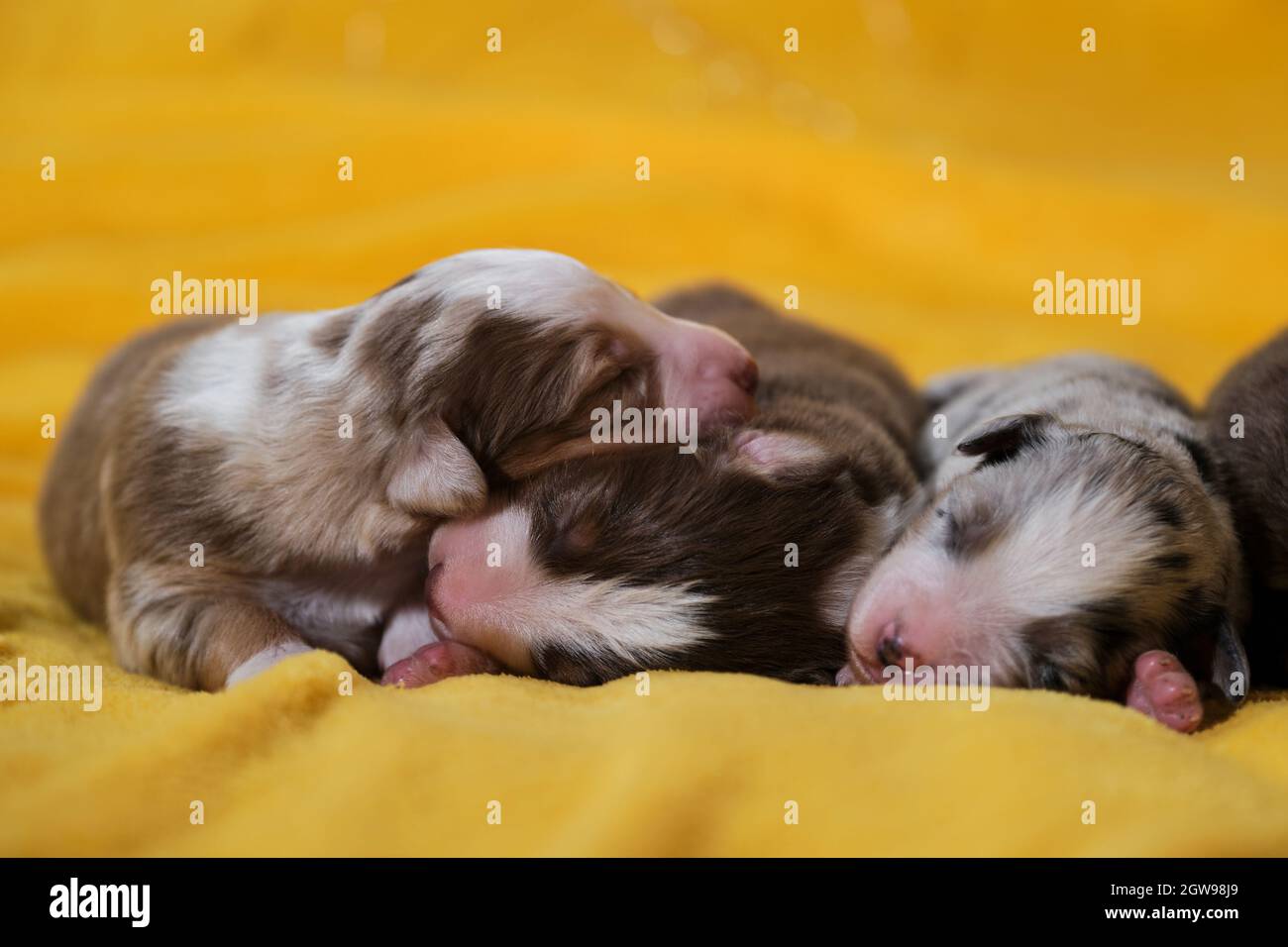Aussie three children are lying together and sleeping. Litter of ...