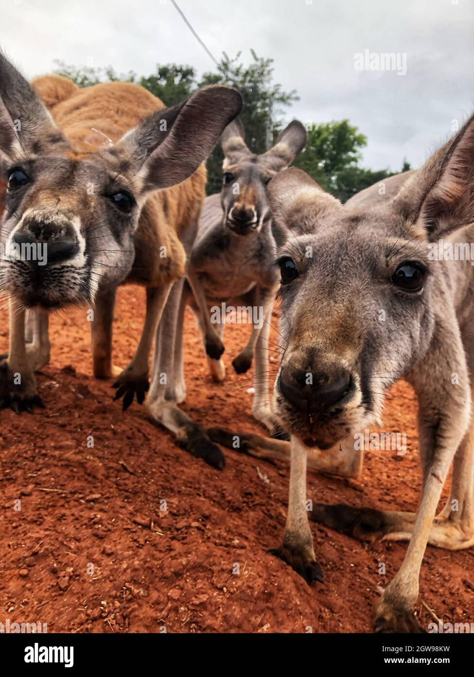Kangaroo pack hi-res stock photography and images - Alamy
