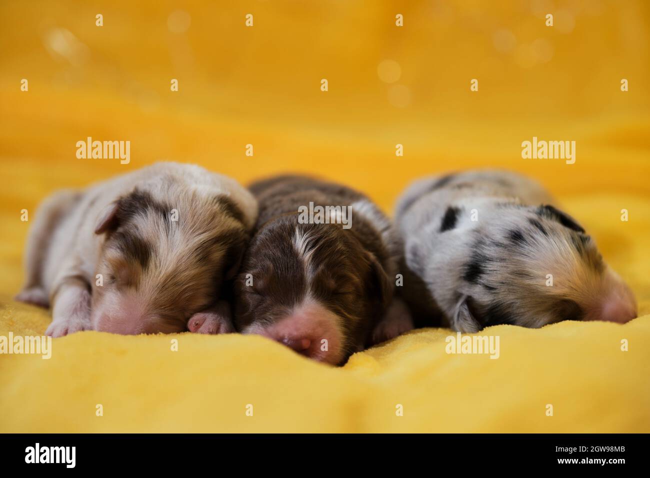 Aussie three children are lying together and sleeping. Litter of ...