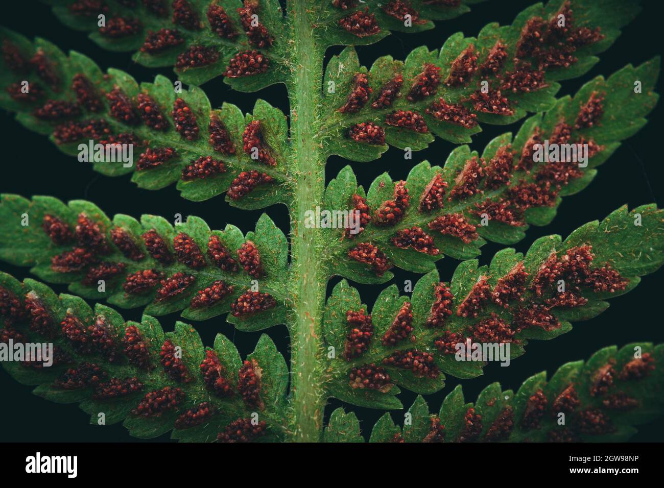 A macro shot of a plant texture with beautiful patterns on the black ...