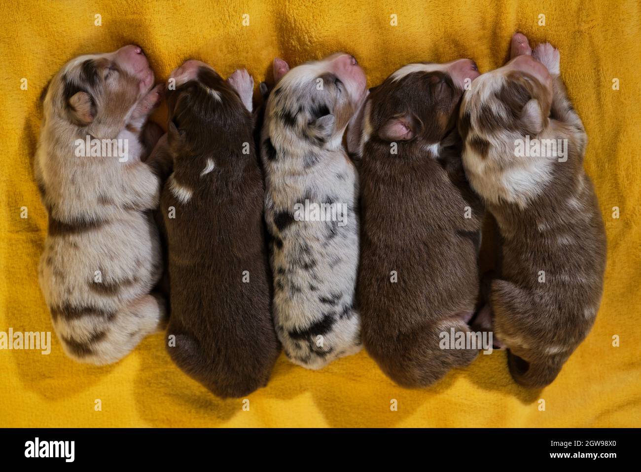 Litter of newborn adorable Australian Shepherd puppies on yellow soft ...