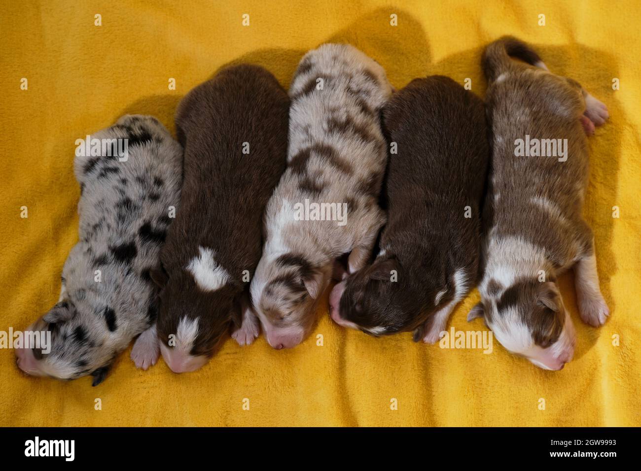 Litter of newborn adorable Australian Shepherd puppies on yellow soft ...