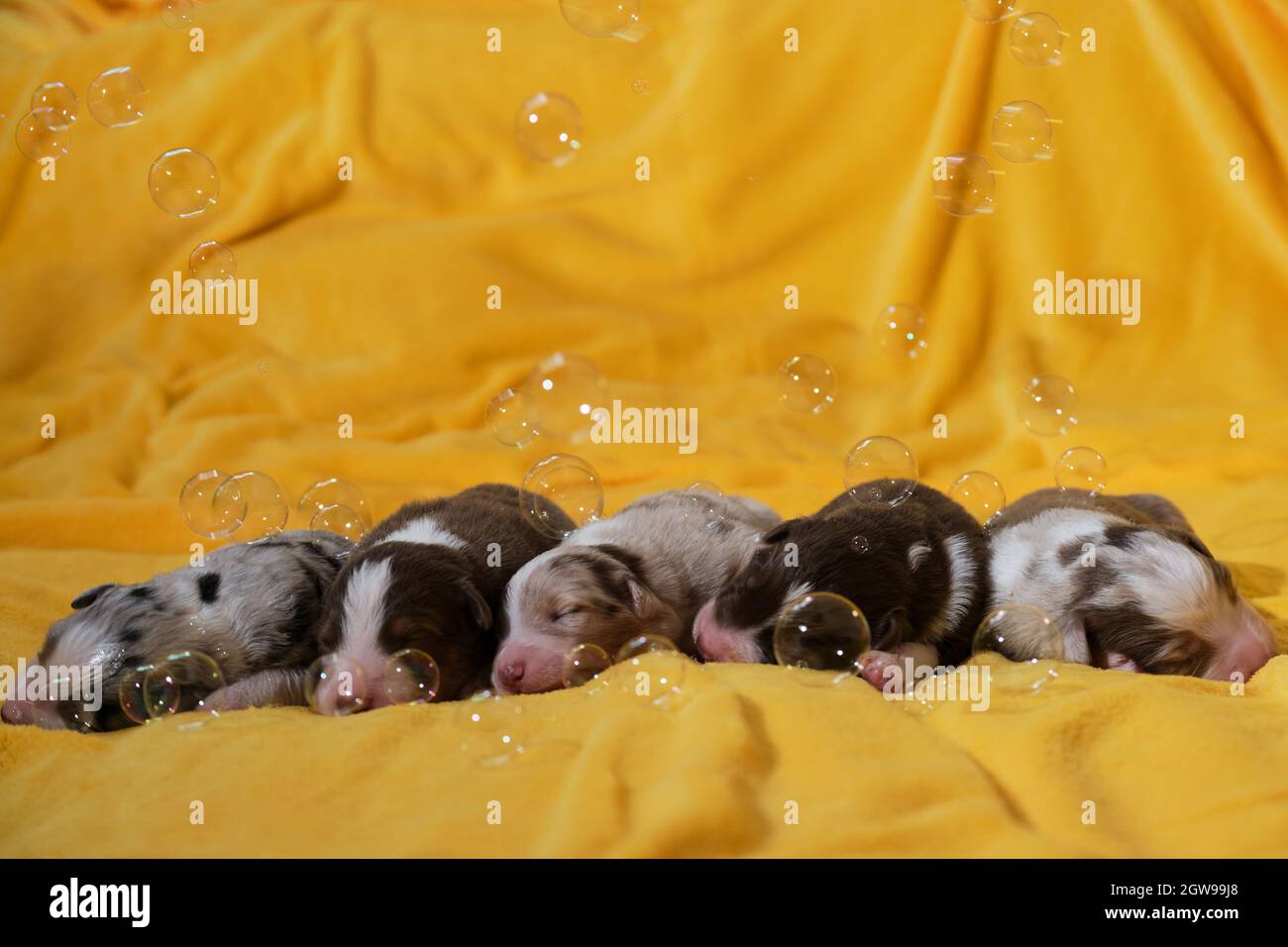 Newborn Blue Merle Australian Shepherd Puppies