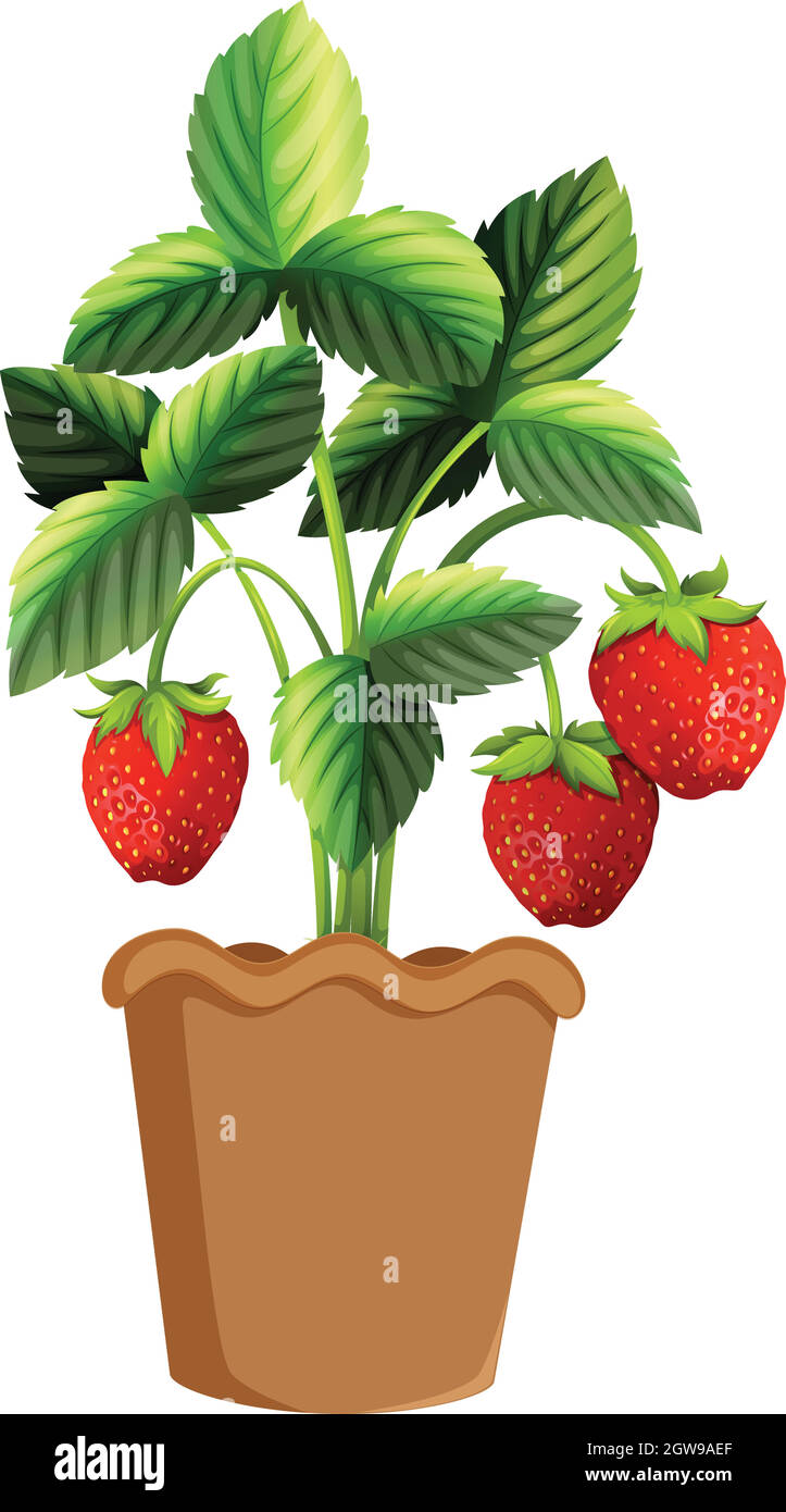 Fresh red strawberry in Stock Vector Images - Alamy