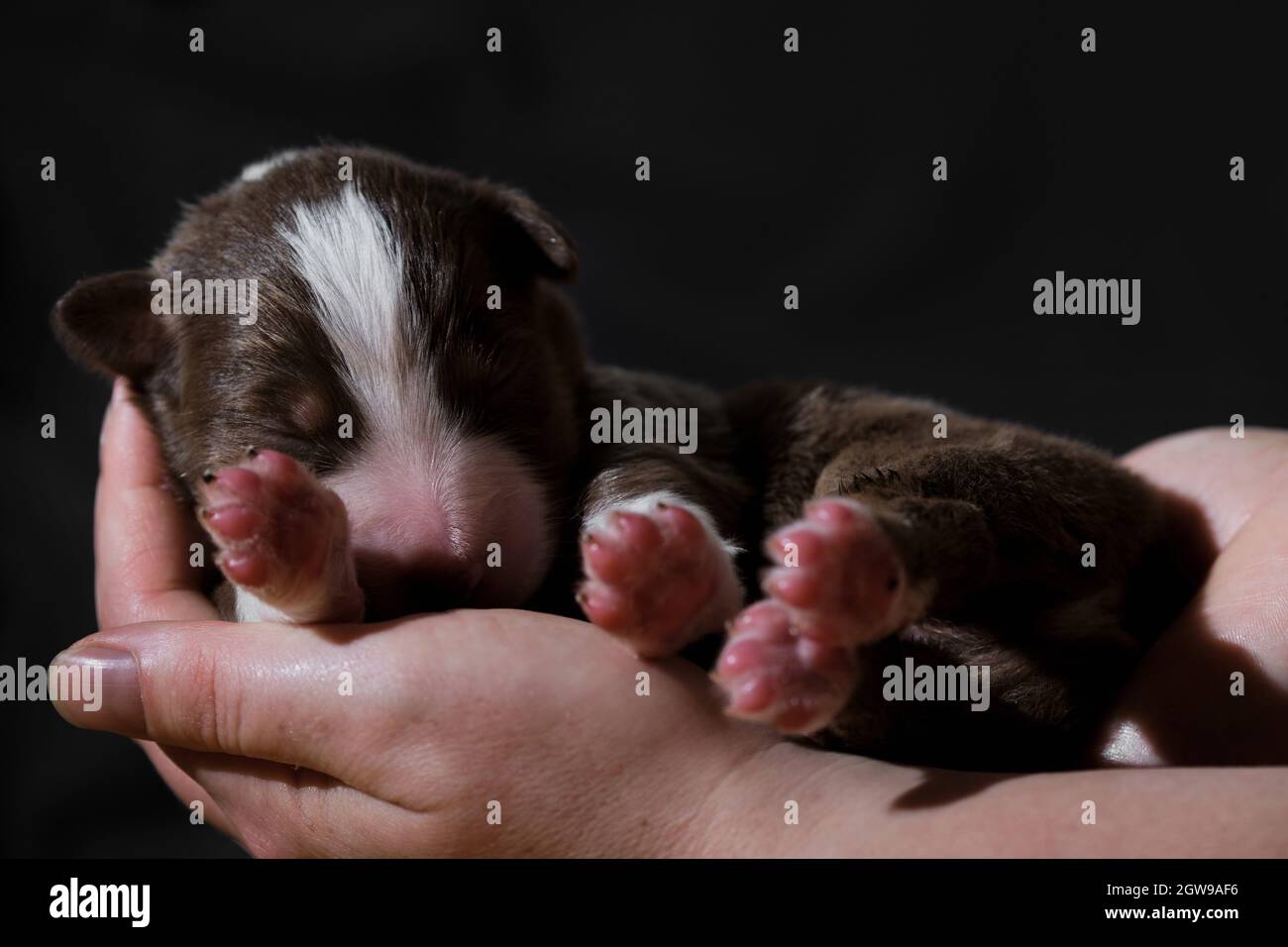 One thoroughbred newborn dog. Hold newborn puppy aussie red tricolor in ...