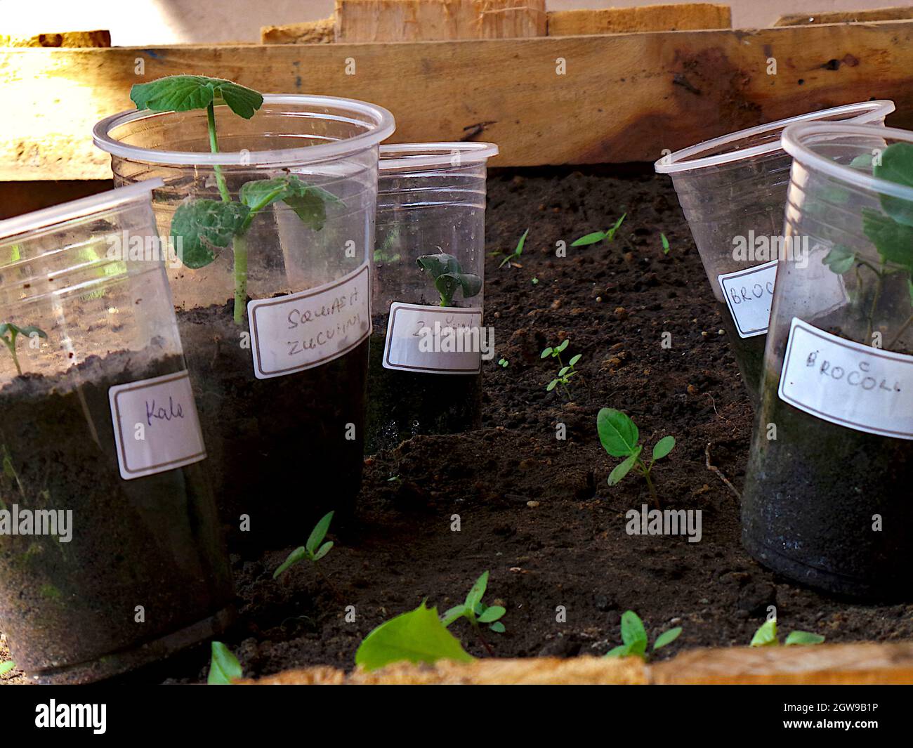 5 A Day Label High Resolution Stock Photography and Images - Alamy