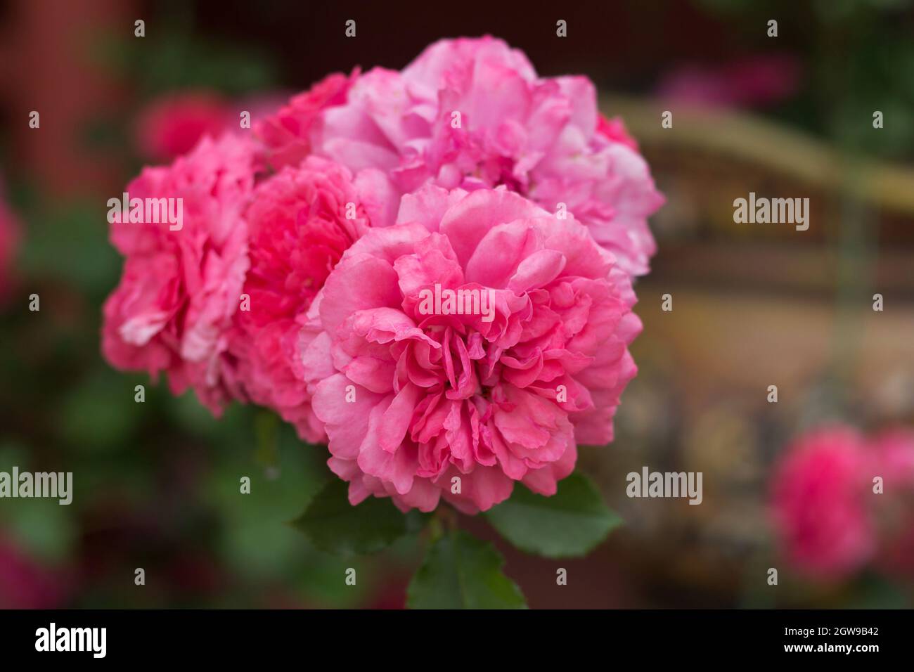 Beautiful bush of flowering fluffy rose roses in garden Stock Photo - Alamy