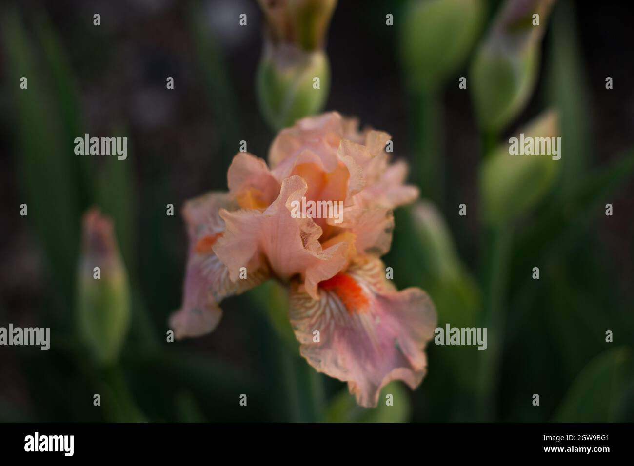Beige iris flower blooming hi-res stock photography and images - Alamy