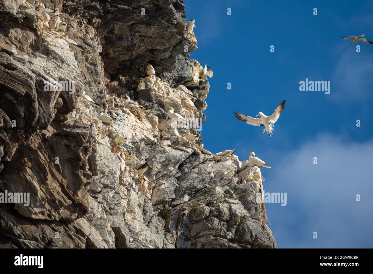Huge colonies of gannets breeding on the stunning cliffs of the Runde ...