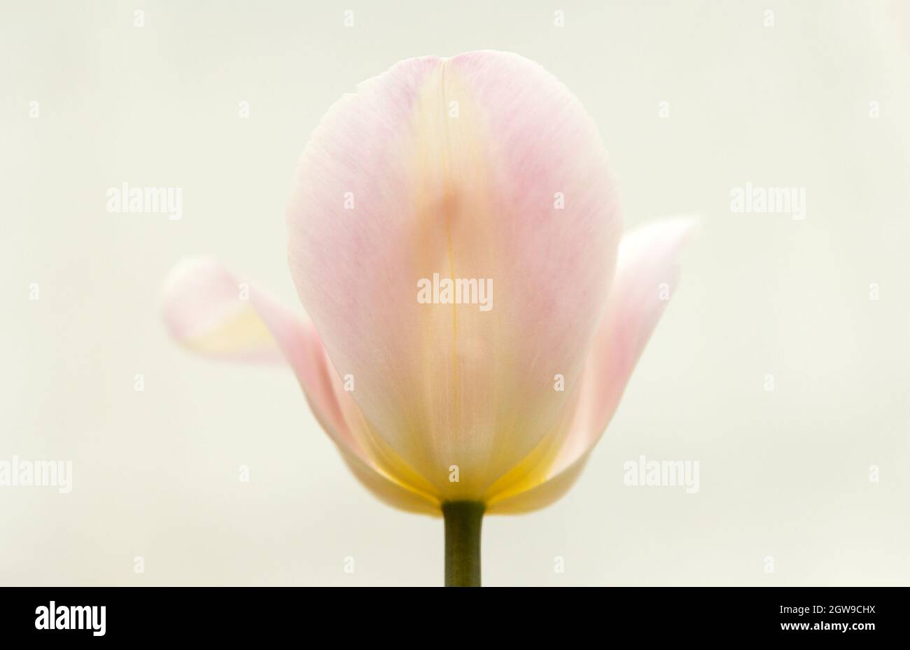 Light pink flower and tulip structure close-up, against white ...