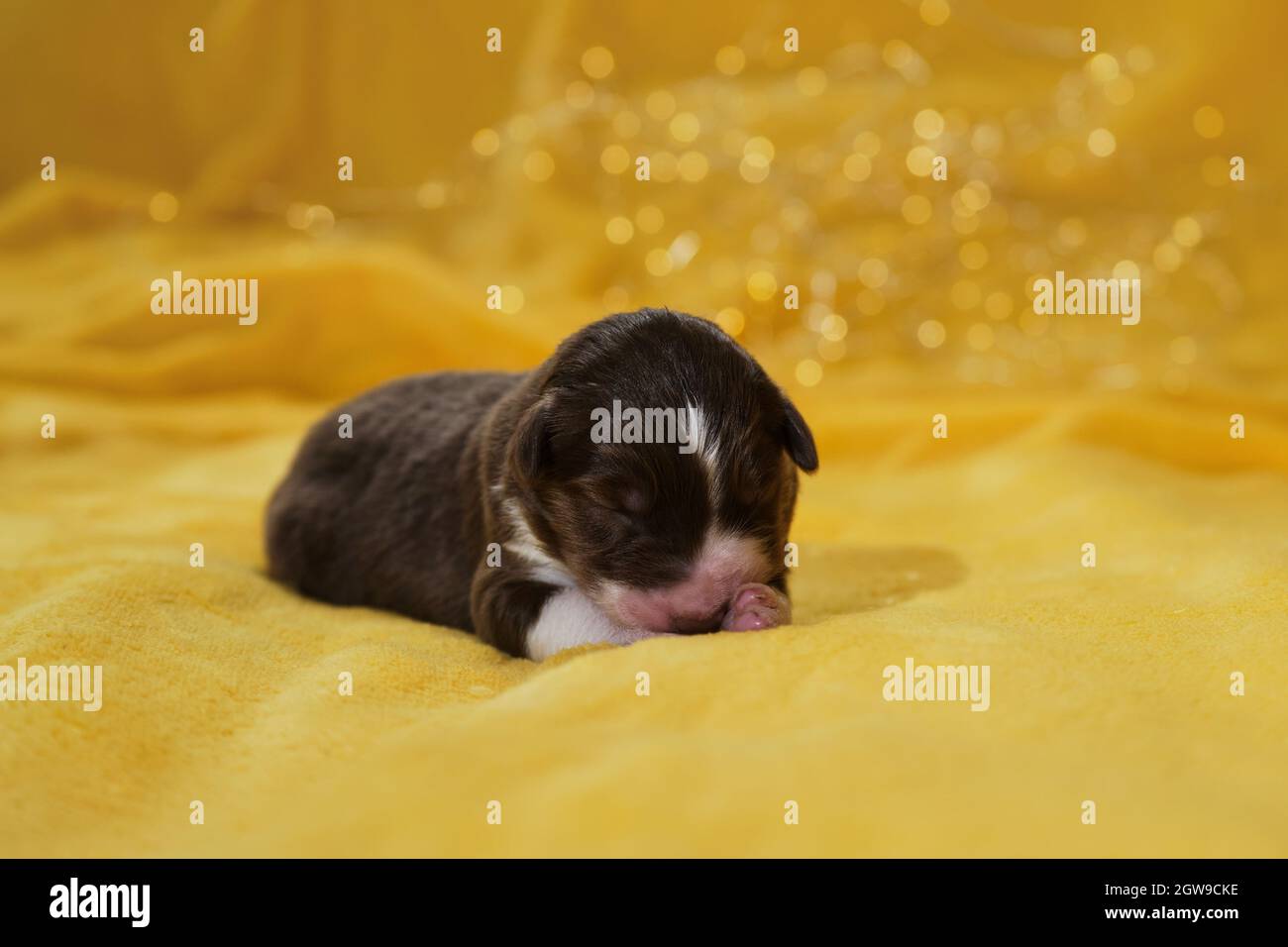 Aussie puppy is red tricolor with thin white stripe on muzzle, pink ...