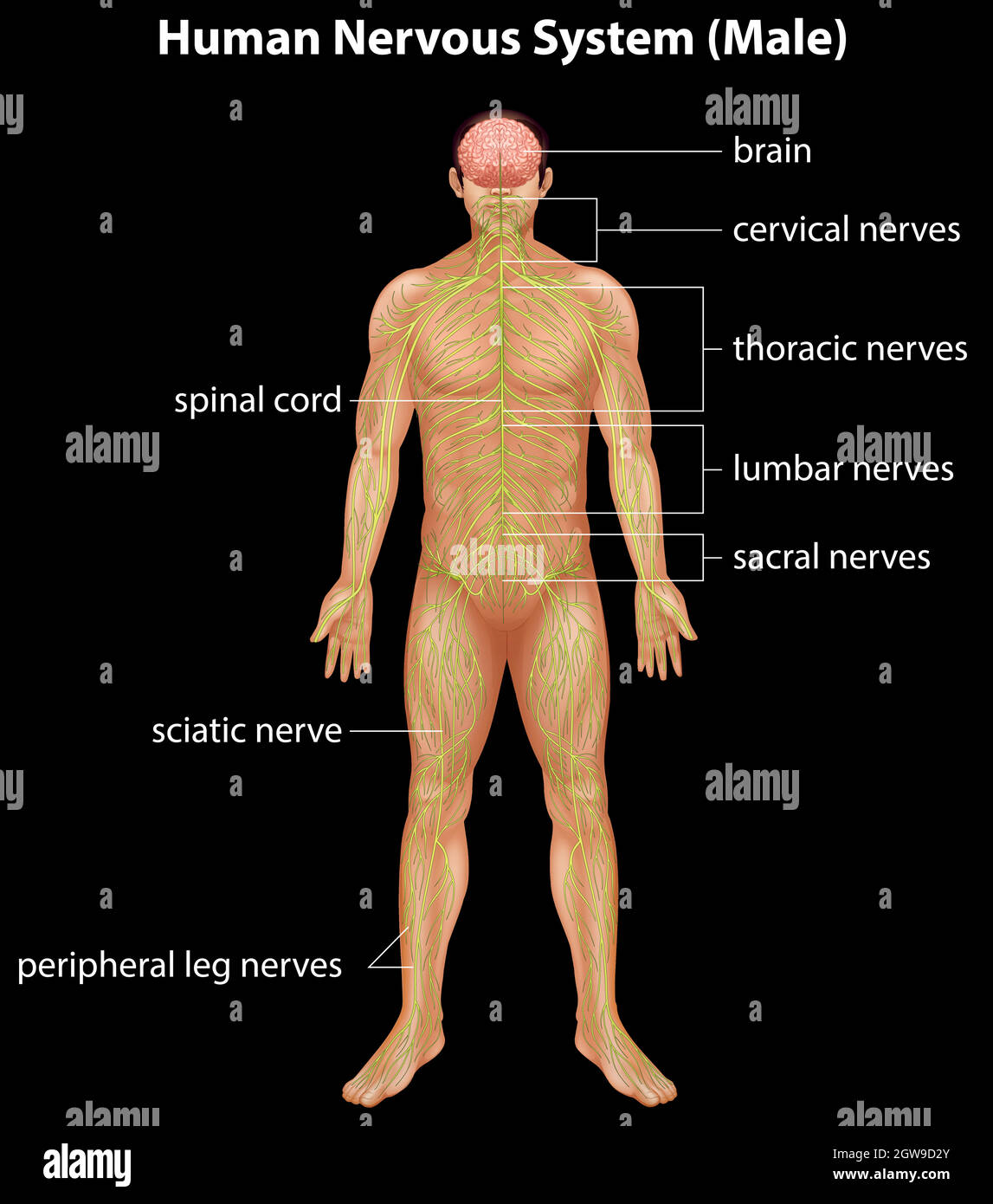 Drawing anatomy normal nervous system Stock Vector Images - Alamy