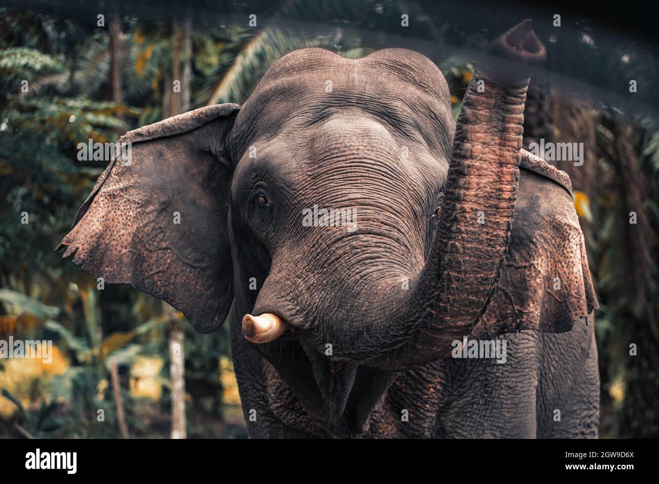 Elephants face hi-res stock photography and images - Alamy