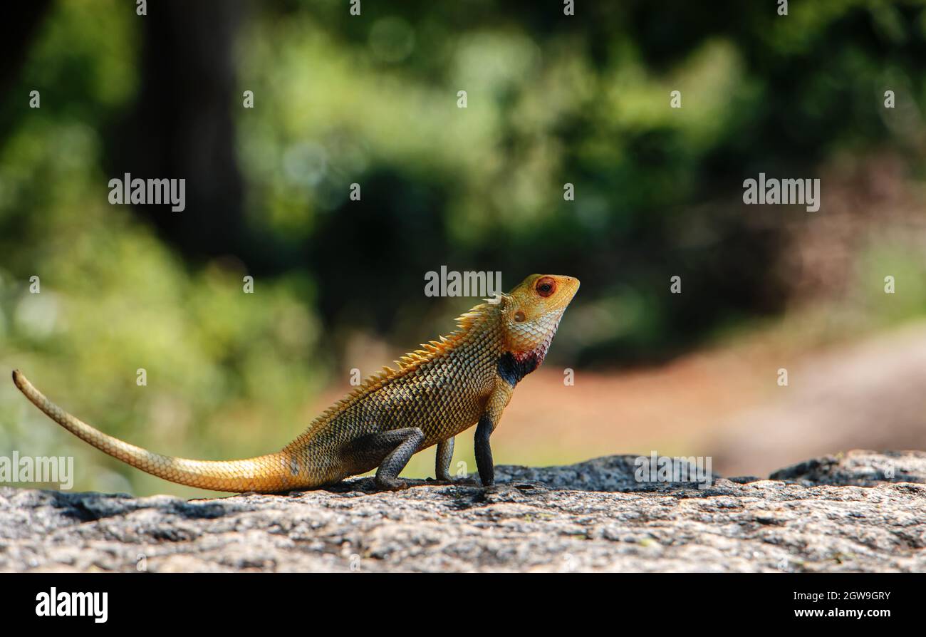 Indian wall lizard hi-res stock photography and images - Alamy
