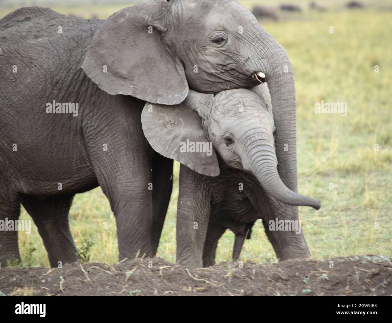 Calf under hi-res stock photography and images - Alamy