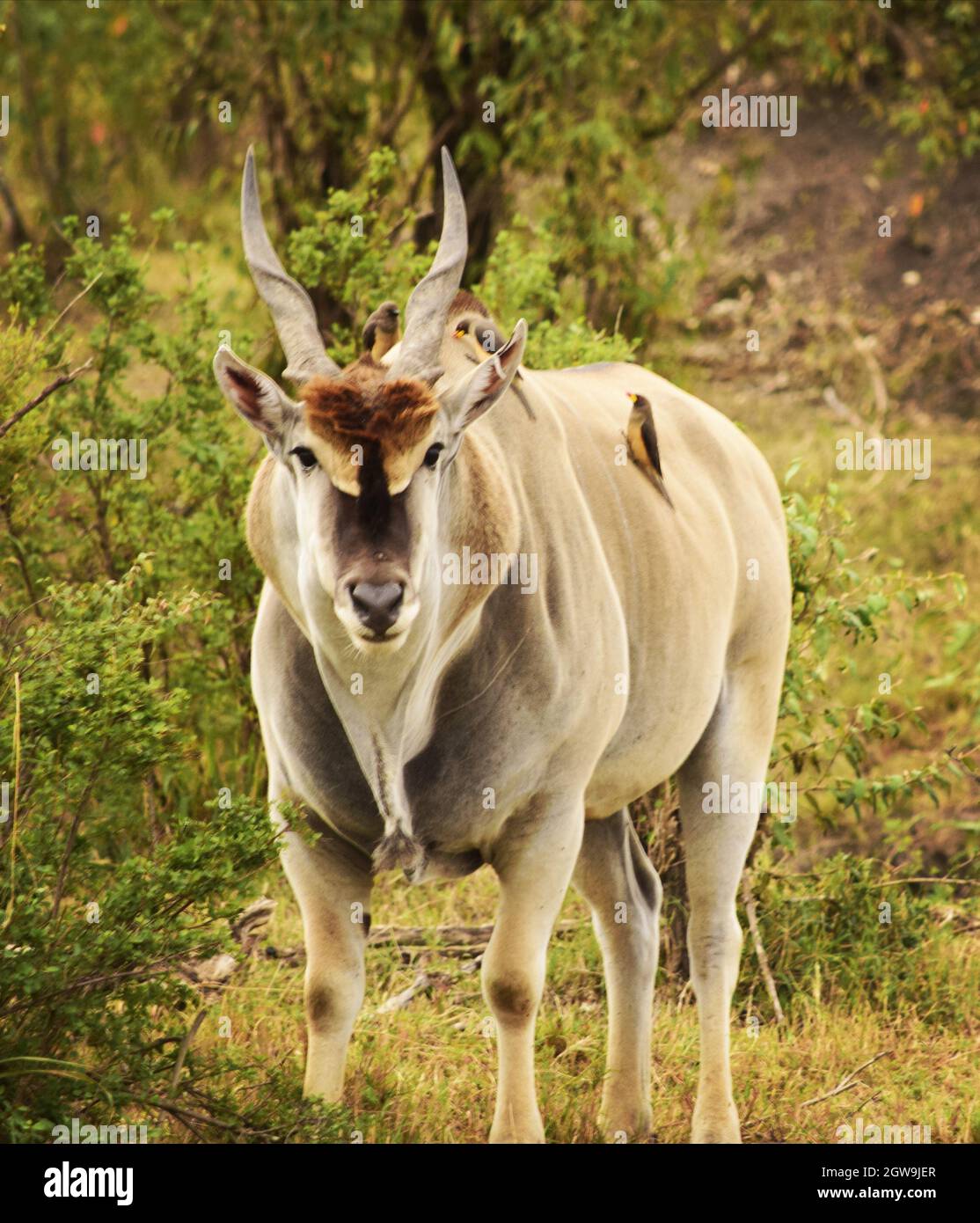 Portrait eland antelope hi-res stock photography and images - Alamy