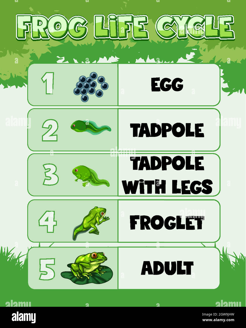 Diagram showing life cycle of Frog Stock Vector Image & Art - Alamy
