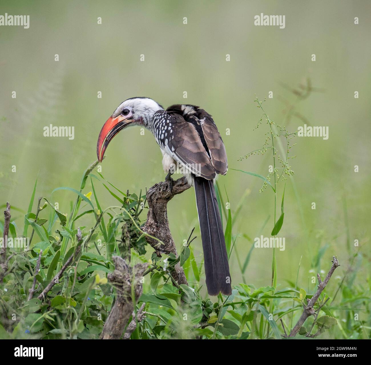 Lion king bird hi-res stock photography and images - Alamy