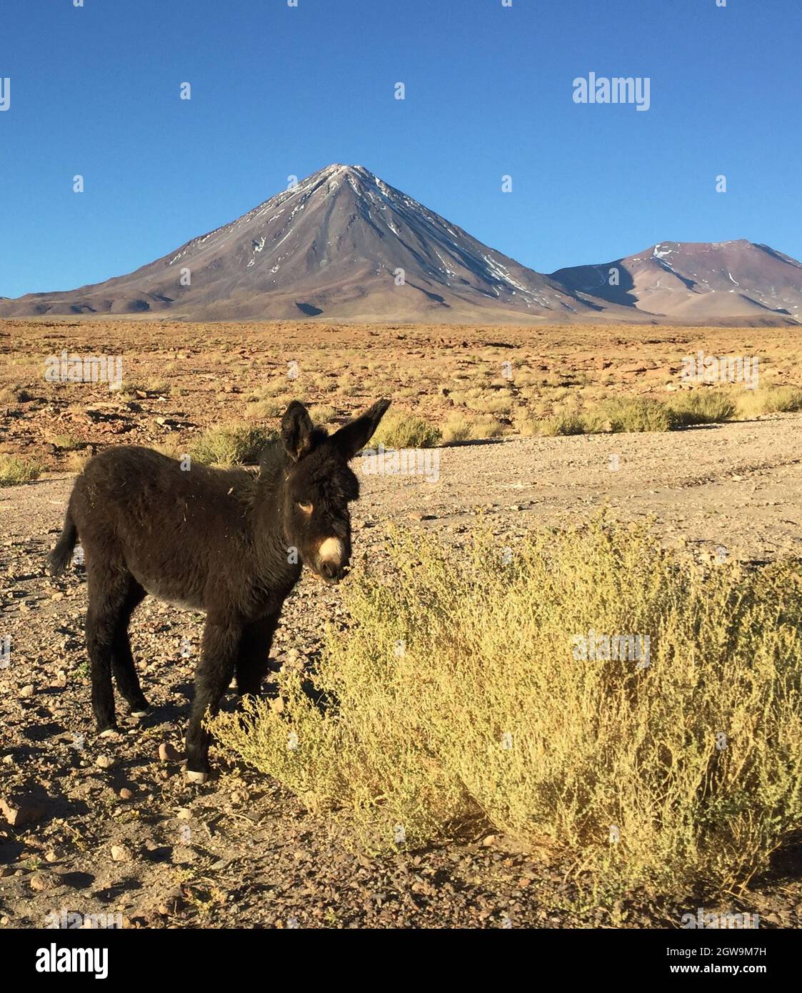 View Of A Donkey In The Desert Stock Photo - Alamy