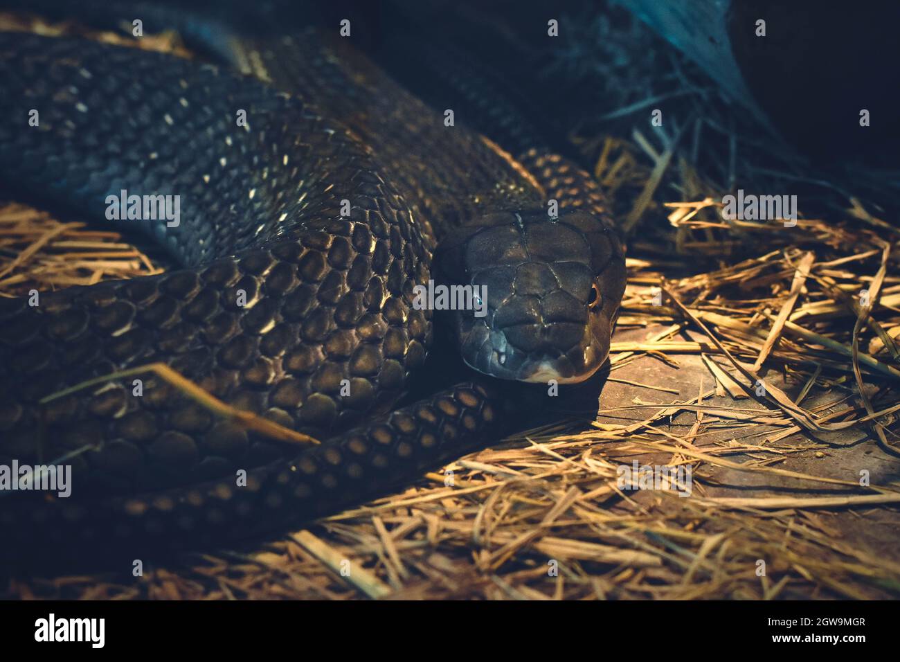 Mexican king snake hi-res stock photography and images - Alamy