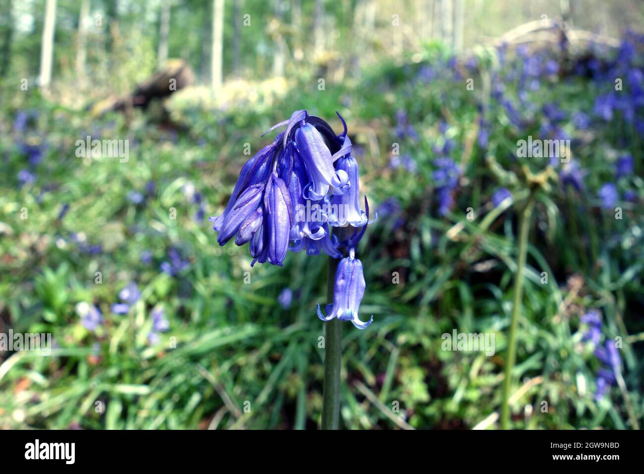 Single Wild Native Common Bluebell near the National Trust Car Park in ...