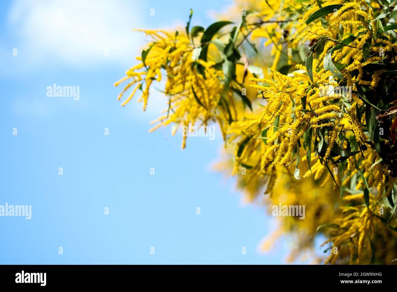 Bamboo black tree hi-res stock photography and images - Alamy