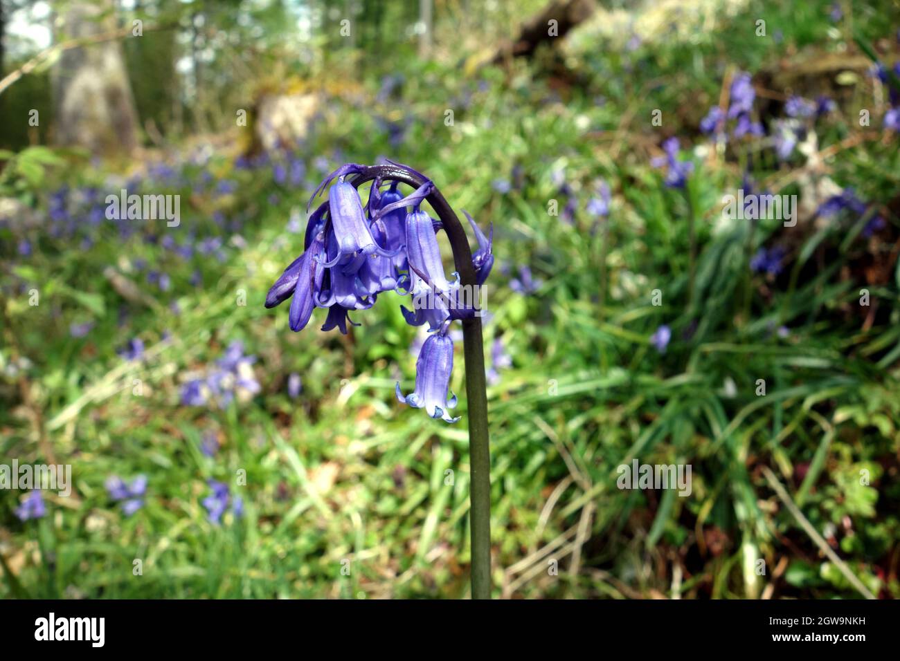 Single Wild Native Common Bluebell near the National Trust Car Park in ...